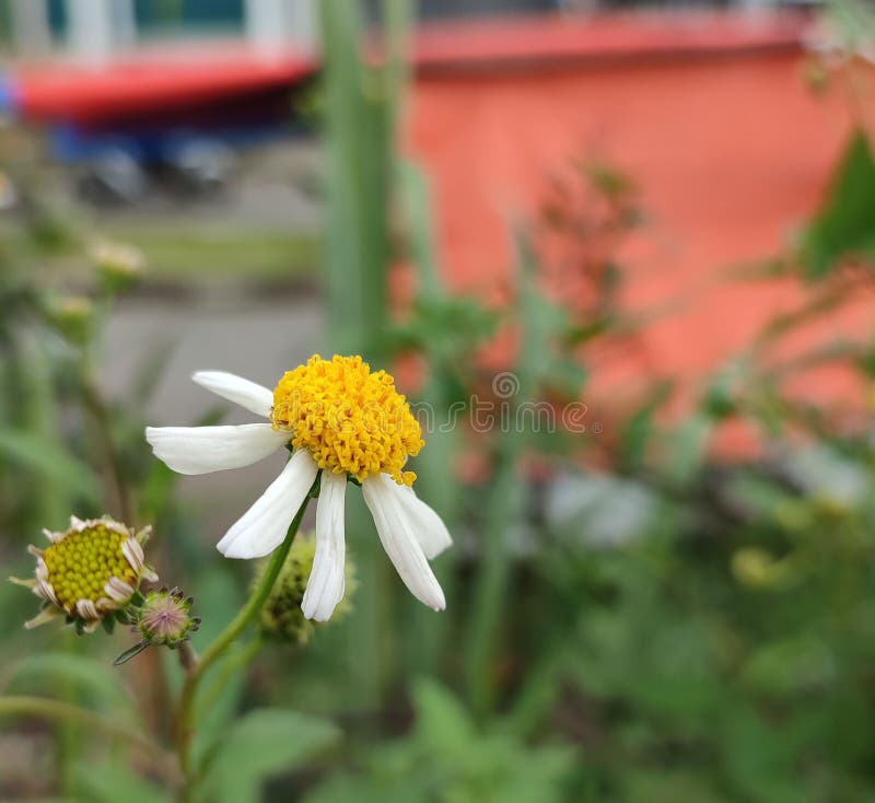 Perityle Also Called Daisy Flower Stock Image - Image of invitation ...