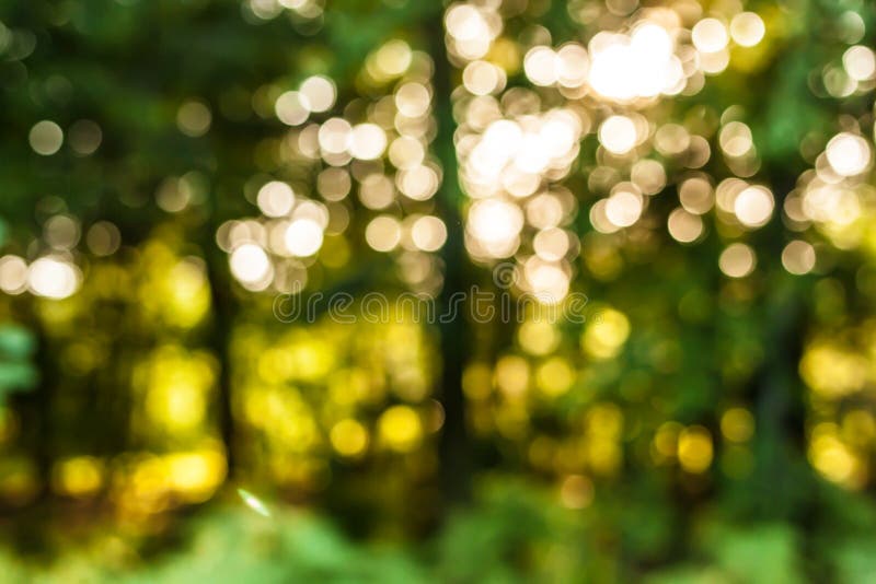 Bokeh Defocused Forest Background Stock Photo - Image of beauty, park ...