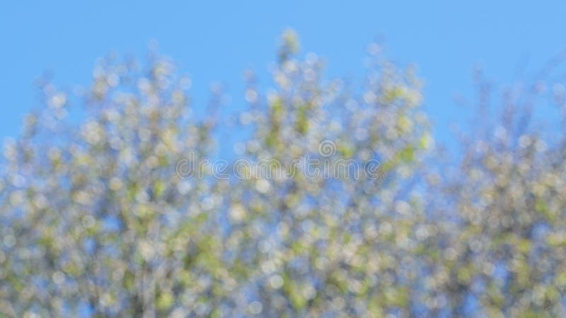 Green New Spring Buds on a Tree Branch in Early Spring. Young Spring ...