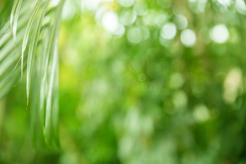 Bokeh Green Palm Leaf. Light Green Tropical Summer Pattern or ...