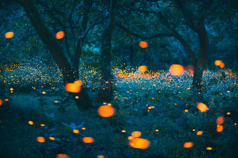 Bokeh Light of Firefly in Forest at Dusk in Thailand Stock Photo ...