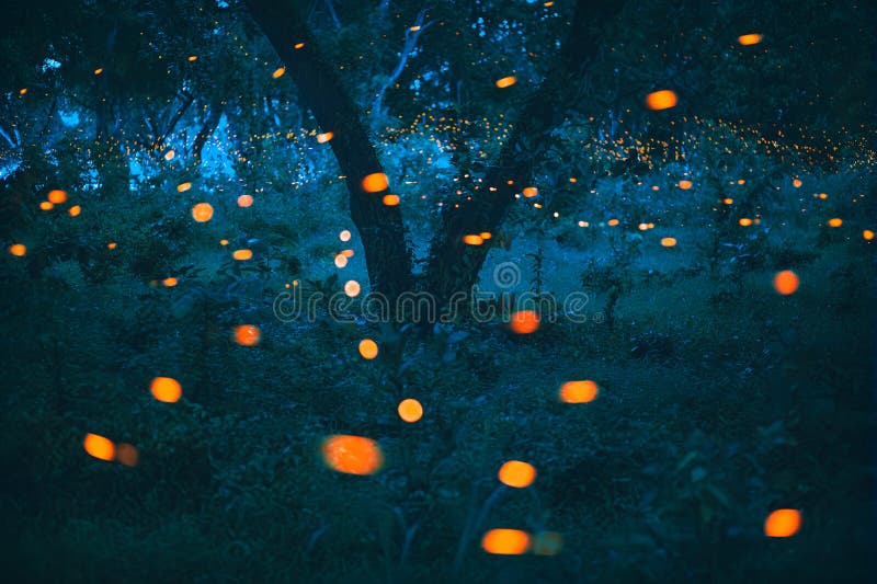 Bokeh Light of Firefly in Forest at Dusk in Thailand Stock Image ...
