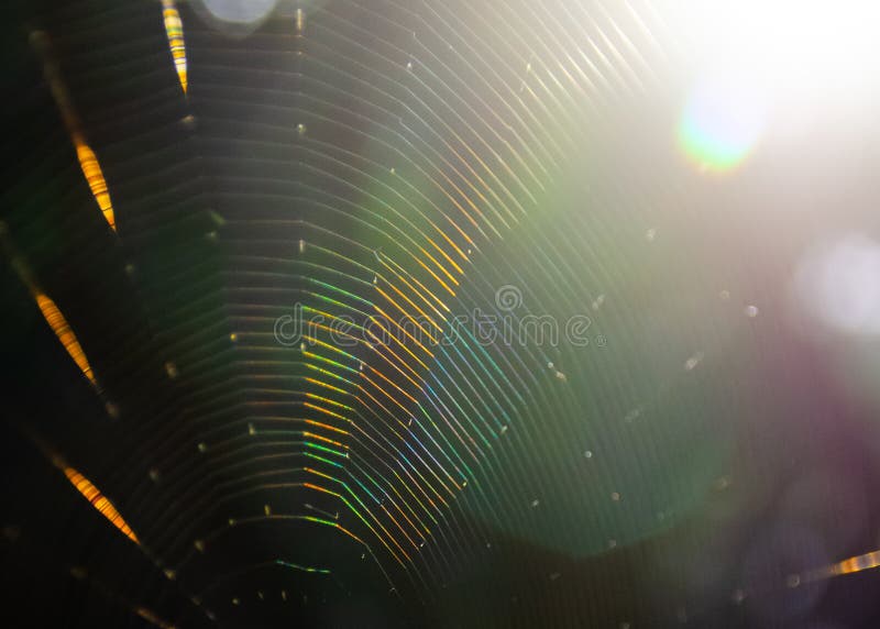 Bokeh Light with Spider Web Stock Photo - Image of beautiful, close ...