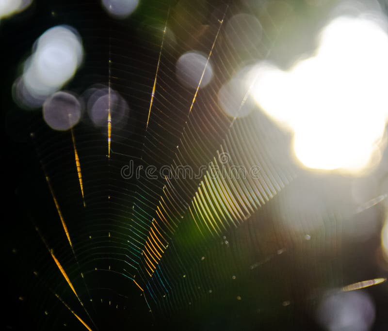 Bokeh Light with Spider Web Stock Photo - Image of abstract, beautiful ...