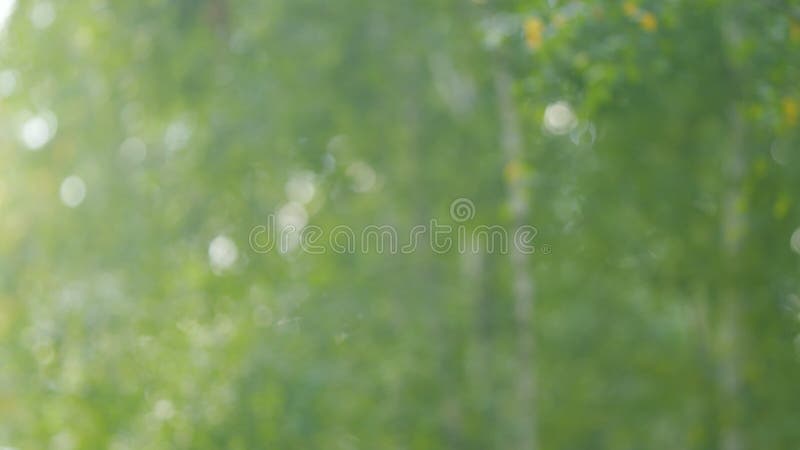 Bokeh Light from the Sun through the Leaves. Environment Ecology or ...
