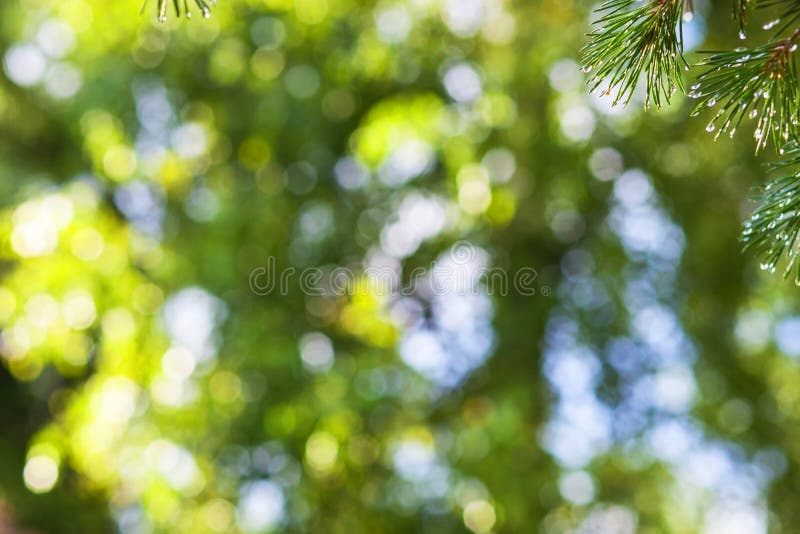 Abstract Blured Background from Nature Stock Photo - Image of circle ...