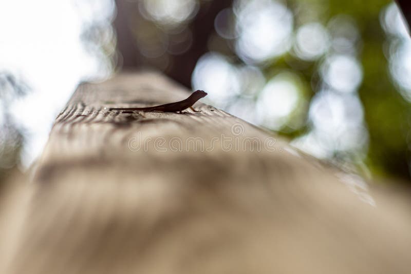 Ormond Beach Fl Map Stock Photos - Free & Royalty-Free Stock Photos ...