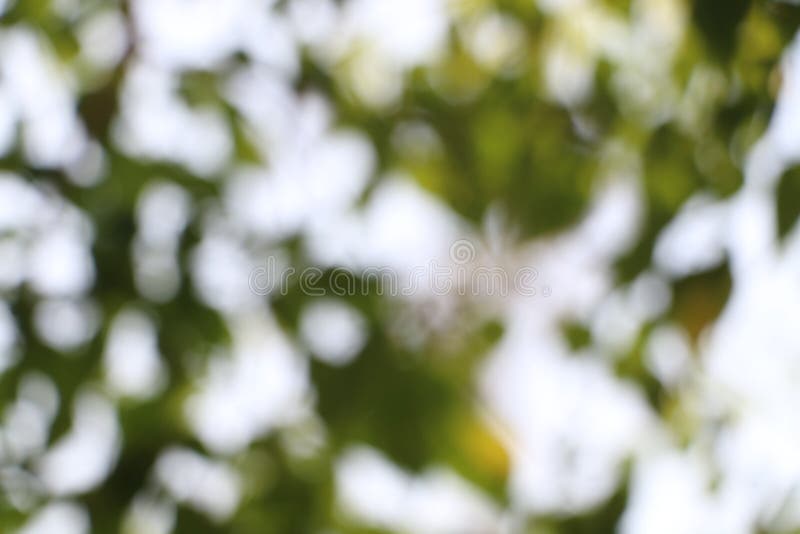 Bokeh Background for Design Stock Photo - Image of flower, home: 137821984