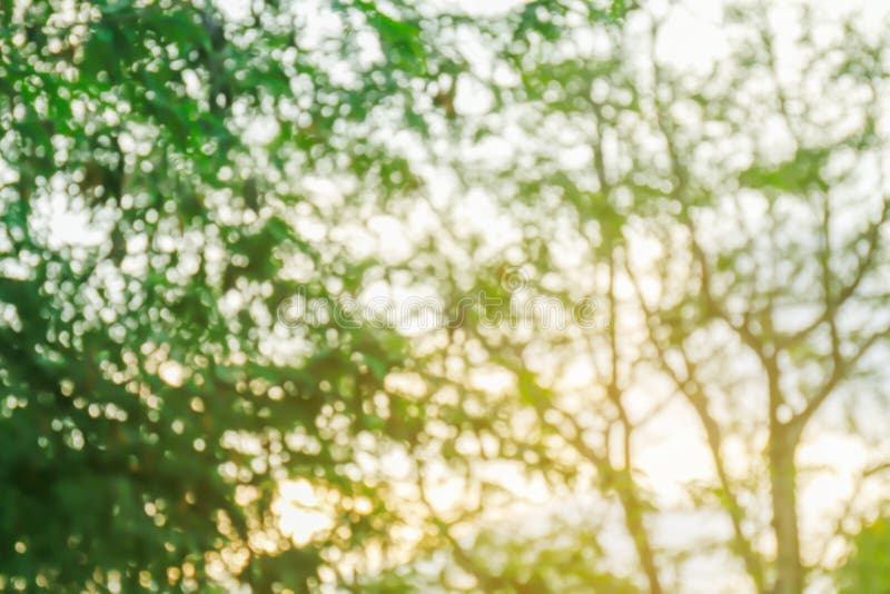 Abstract Tree Blurred Background, Blurred Tree Background Forest Green ...