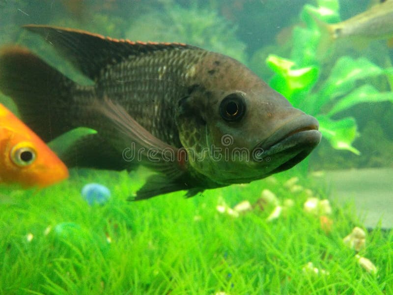 Bokko fish stock photo. Image of fish, change, bokko - 79187188
