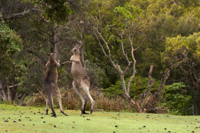 Bokserscy Kangury - Australia Obraz Stock - Image of kangur, target195 ...