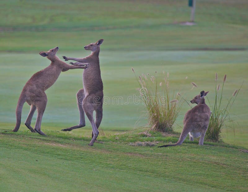 Bokserscy Kangury - Australia Obraz Stock - Image of kangur, target195 ...