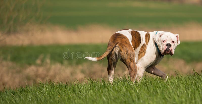 Boxers are Playing Outside in the Meadow Obraz Stock - Obraz złożonej z ...