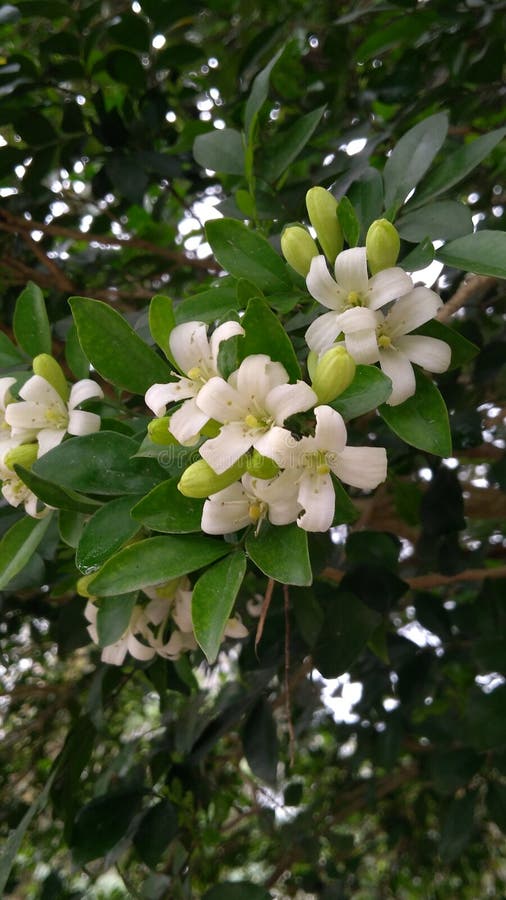 Bokul flower stock photo. Image of spanish, herbal, bakul - 32406660