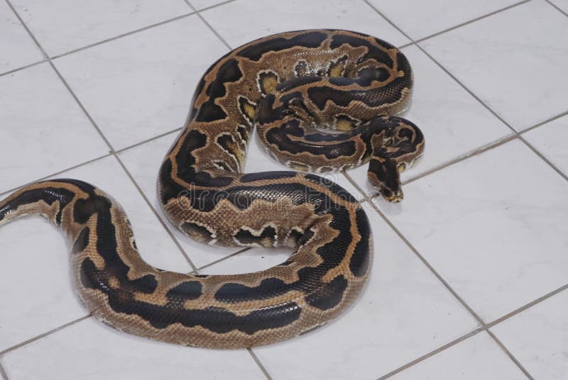 Bola De Burm Piton-serpente-rara Foto de Stock - Imagem de invertebrado ...