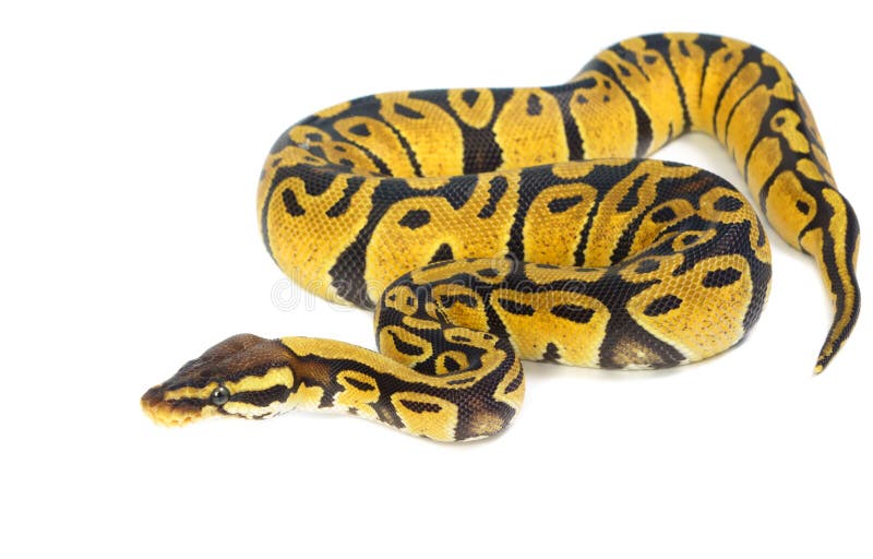 Bola Python En El Fondo Blanco Foto de archivo - Imagen de juvenil ...