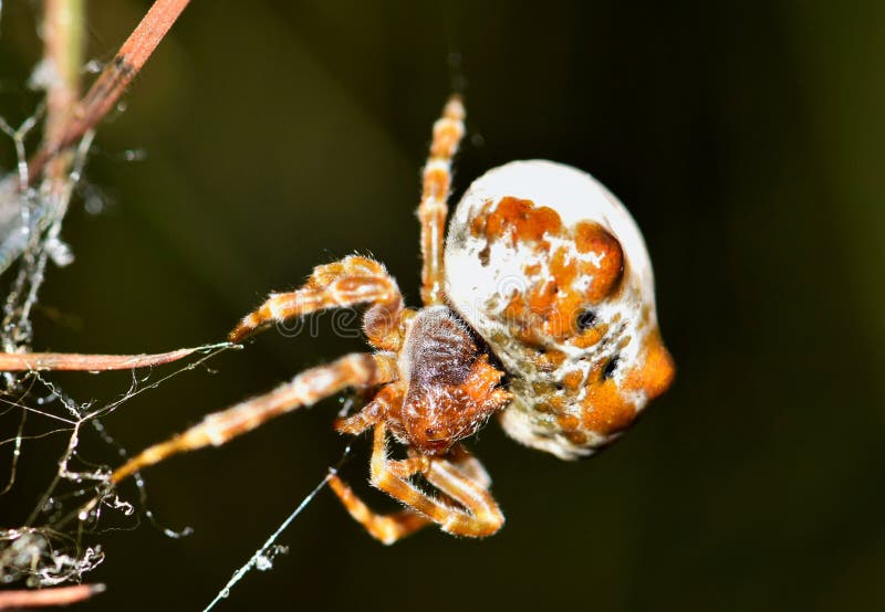 Bolas Spider Stock Photos - Free & Royalty-Free Stock Photos from ...