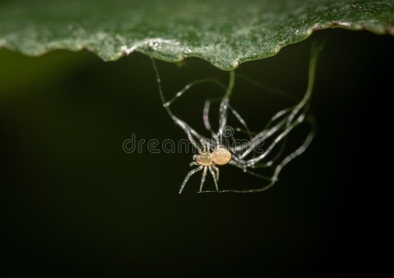 Bolas Spider (Mastophora Cornigera) Spider on a Lush Green Leaf Stock ...