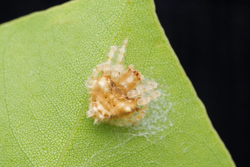 Bolas Spider or Ordgarius Monstrosus, Satara Stock Image - Image of ...