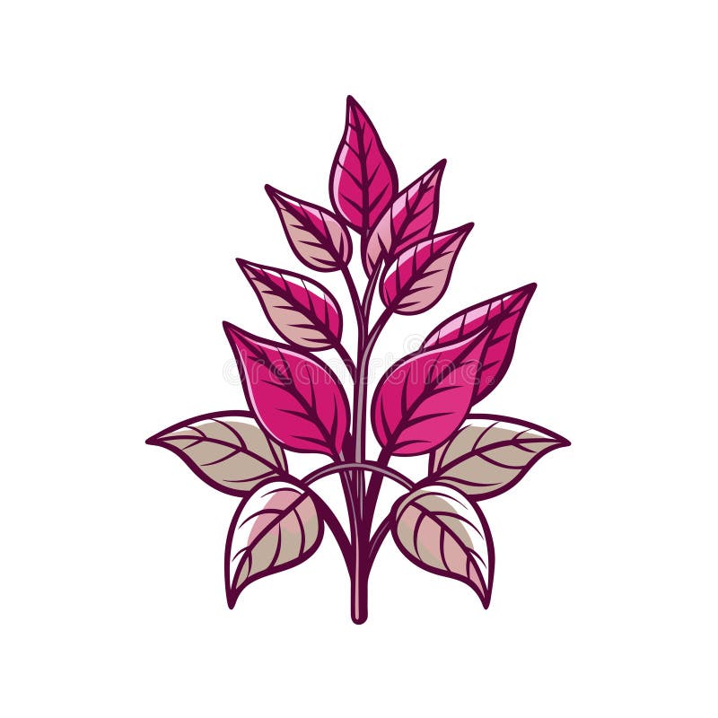 Bold Amaranth Houseplant Illustration Stock Image - Illustration of ...