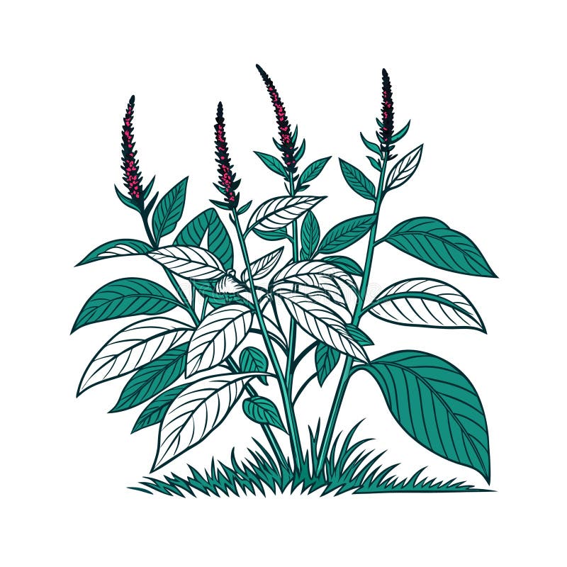 Bold Amaranth Houseplant Illustration Stock Photo - Illustration of ...