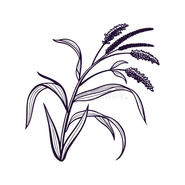 Bold Thread Millet Plant Artwork Stock Image - Illustration of indoor ...