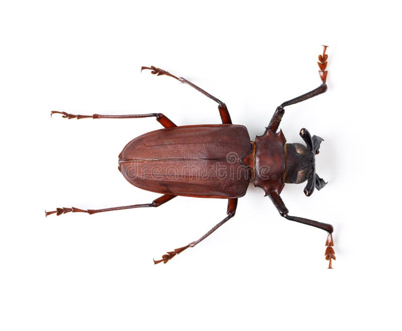 Bold and Beautiful Bugs. Studio Shot of a Red and Black Beetle Isolated ...