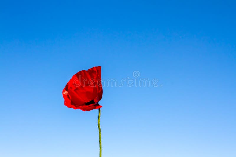 Bold and beautiful poppy stock photo. Image of cloudless - 204482250
