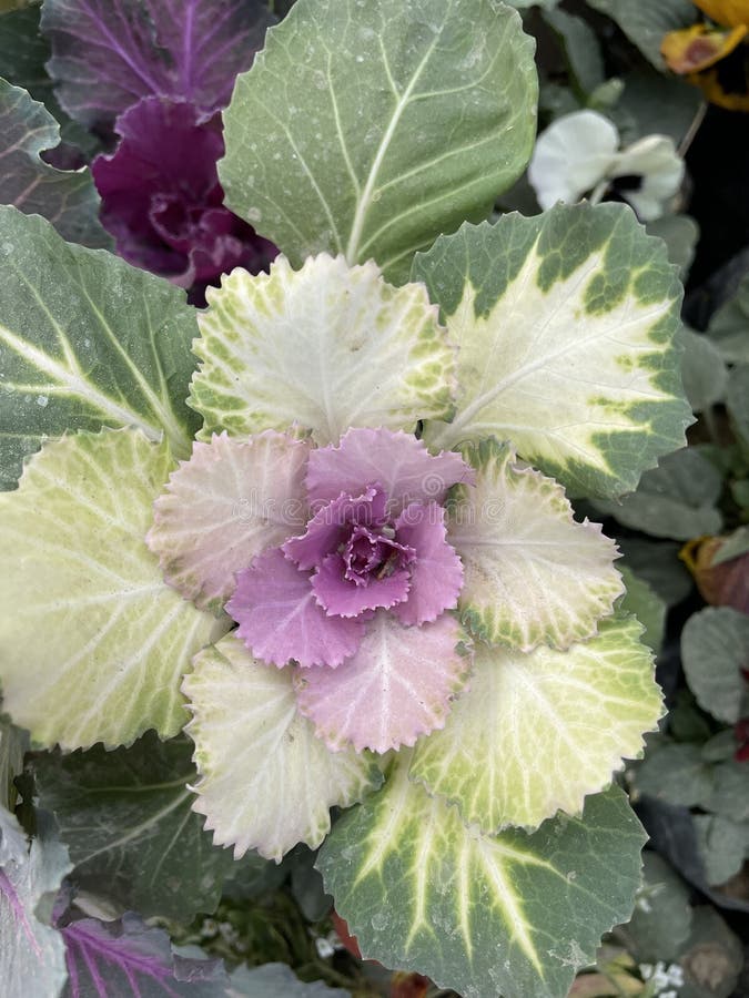 A Bold Beauty, Standing Tall with Fiery Grace Stock Image - Image of ...