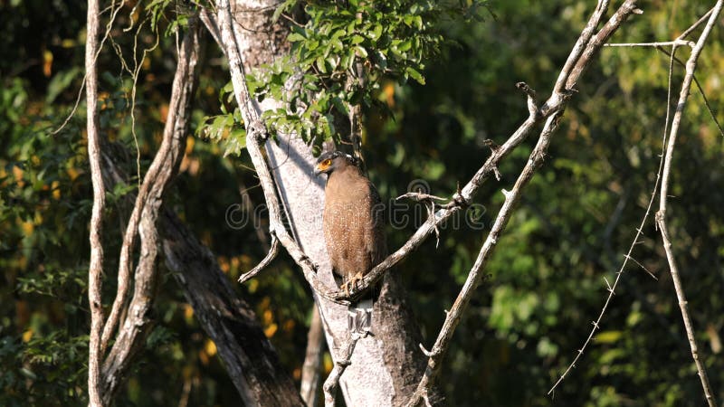 A Bold Bird Sits Proudly on Stock Photo - Image of beautiful, habitat ...