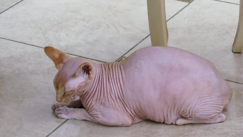 Bold Cat Blinks and Looks Around during Sits on Stock Video - Video of ...