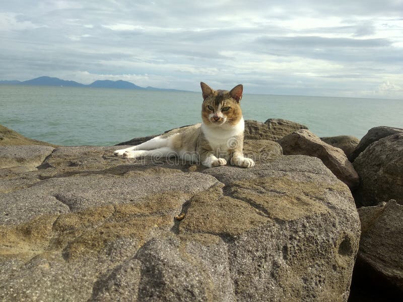 Bold Cat Looking at the Camera Stock Image - Image of bird, kitten ...