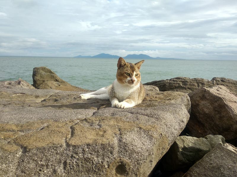 Bold Cat Looking To the Left Side Stock Photo - Image of whiskers ...