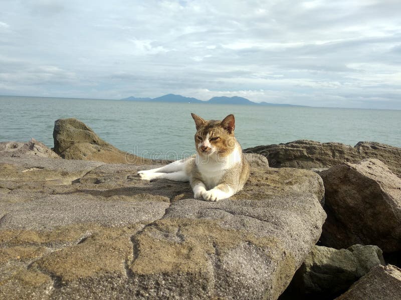 Bold Cat Looking To the Right Side Stock Photo - Image of cliff ...
