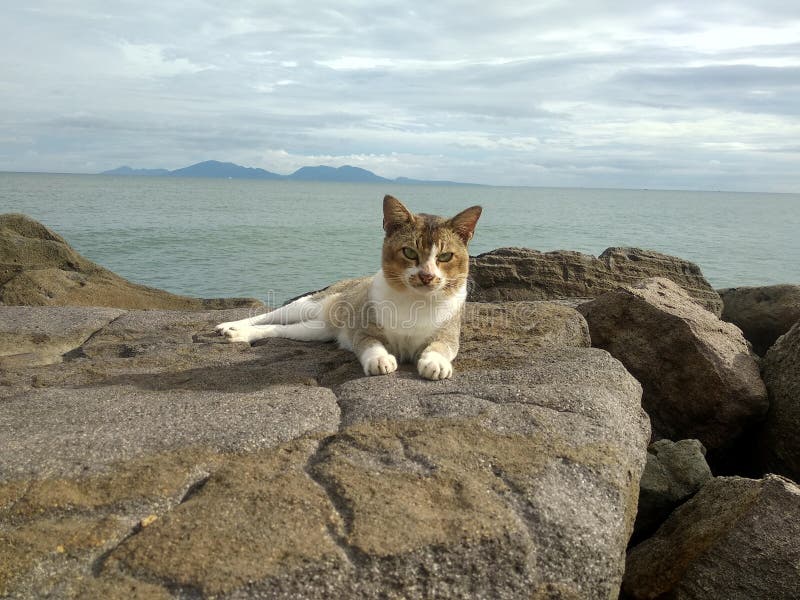 Bold Cat Relaxing on the Rocky Beach Stock Image - Image of sand, shore ...