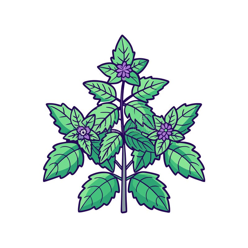 Catmint Drawing Stock Photos - Free & Royalty-Free Stock Photos from ...