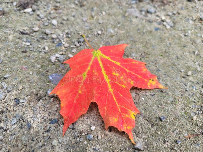 Bold Colours of a Maple Leaf Stock Photo - Image of bold, natural ...