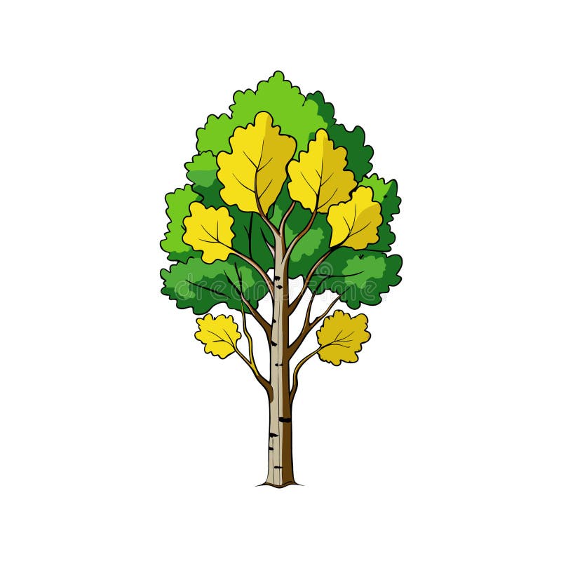 Quaking Aspen Tree Artwork Stock Illustrations – 16 Quaking Aspen Tree ...