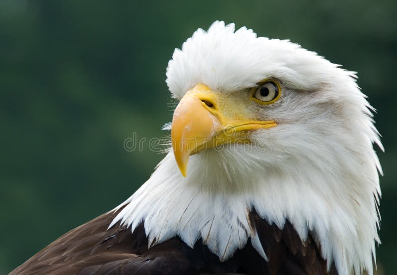 Bold Eagle stock photo. Image of animal, america, feathers - 11142832