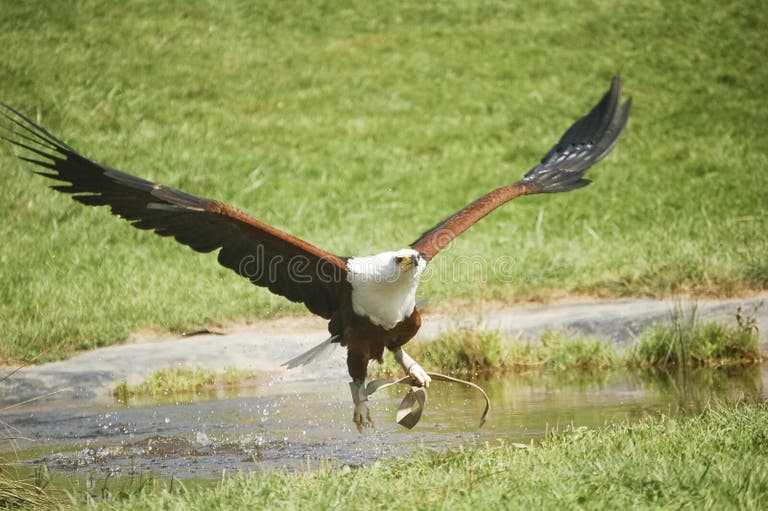 Bold eagle stock image. Image of white, bold, green, eagle - 4302061