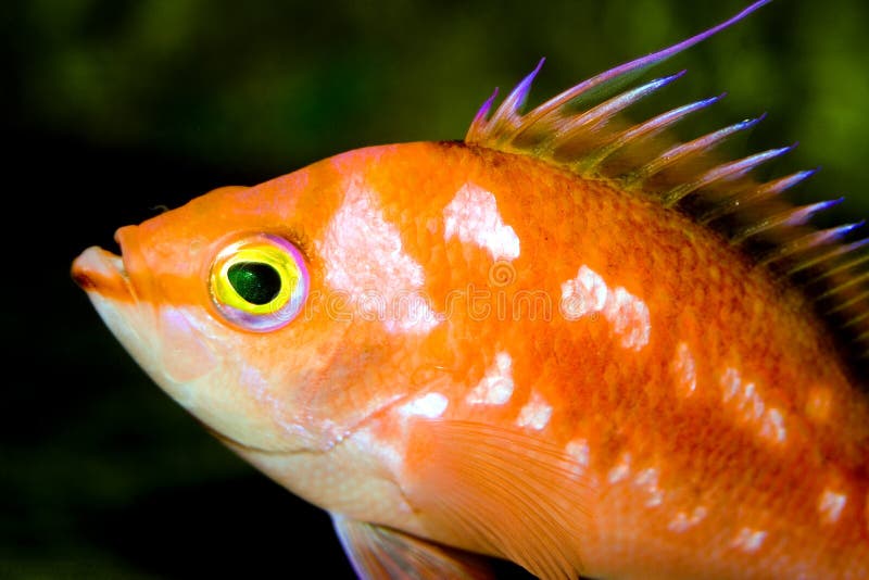 Bold Fish stock image. Image of fish, reef, tropical, saltwater - 3306431