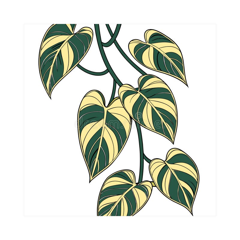 Bold Golden Pothos Houseplant Artwork Stock Illustration - Illustration ...