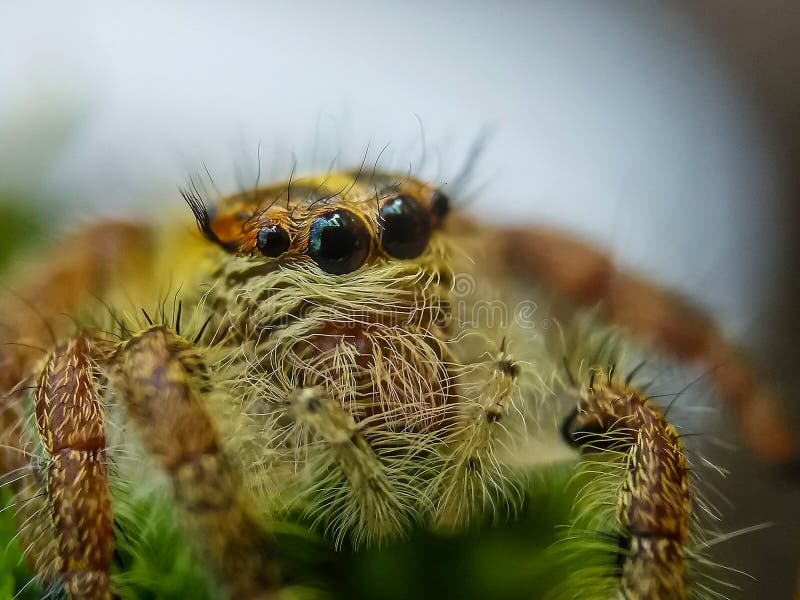 Insect s Face Closeup stock photo. Image of colorful - 15461930