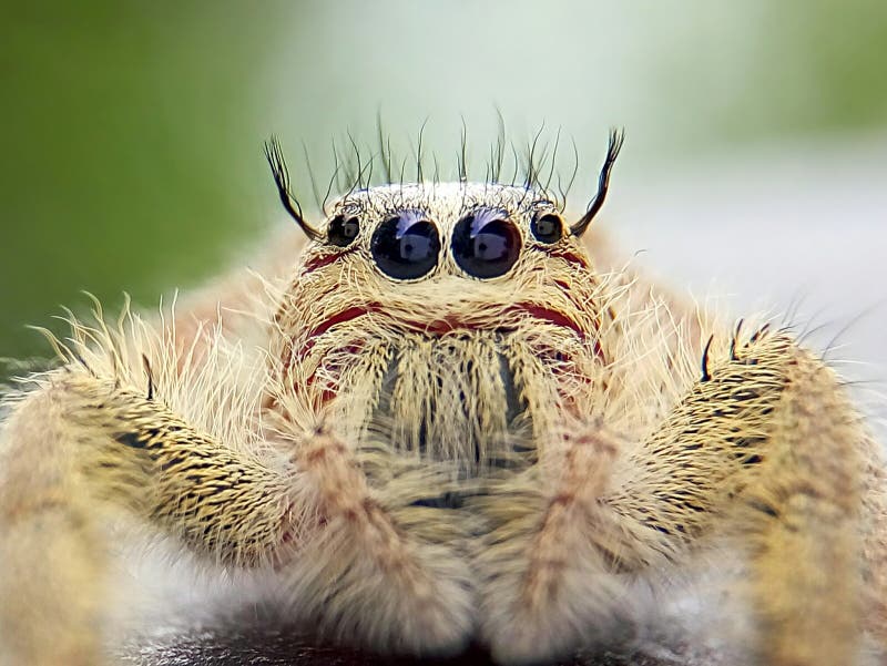 Insect s Face Closeup stock photo. Image of colorful - 15461930