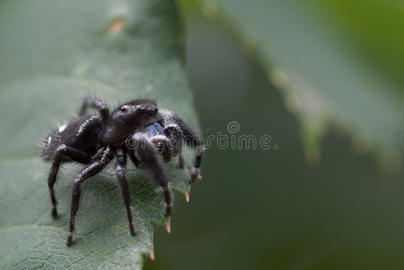 Bold Jumping Spider Looking Right Stock Photo - Image of araignée, eyes ...