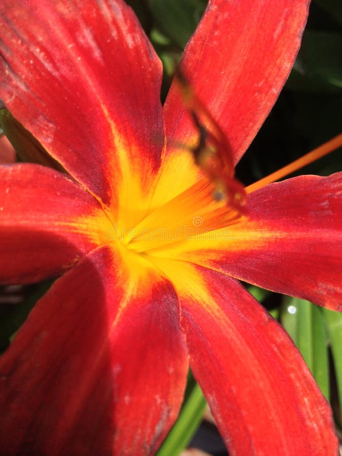 Bold lilly stock image. Image of lilly, bright, beautiful - 77544401