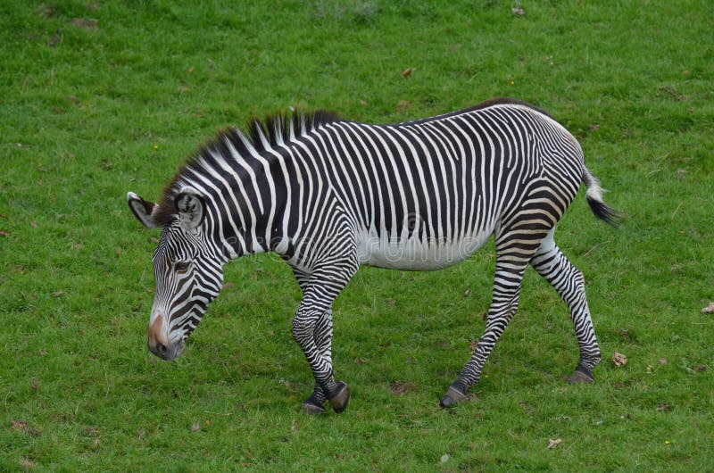 Bold Markings on a Zebra in a Large Field Stock Image - Image of ...