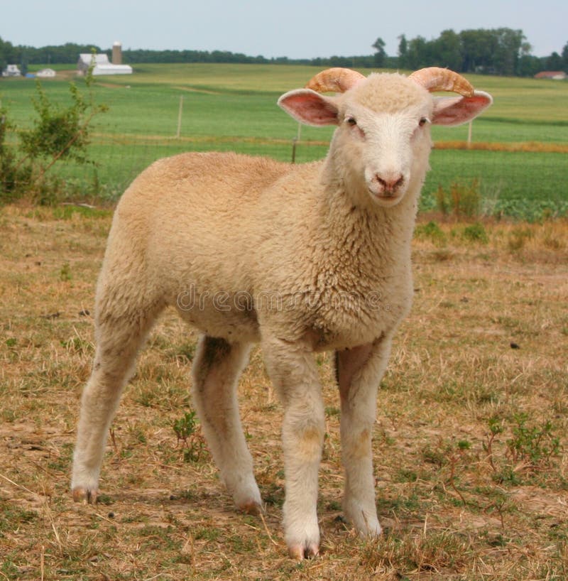 Close Up of a Dorset Ram stock photo. Image of mammal - 44555820