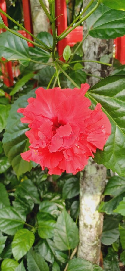 A Bold Red Flower of the Shoeblackplant Opens Its Petals Wide. Stock ...