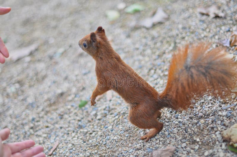Squirrel Approaching Human Hands Stock Photos - Free & Royalty-Free ...